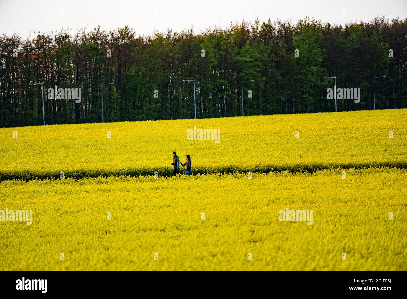 People walking through a rapeseed field in Scania, Sweden. Photo ...