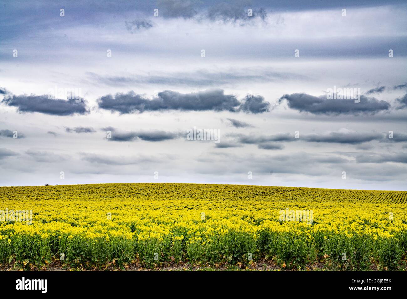 Rapeseed field in Scania, Sweden. Photo Hussein El-alawi / Sydsvenskan ...