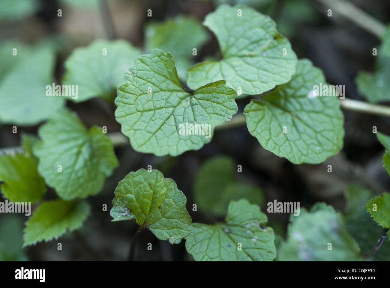 Wild, edible plants - Jack-by-the-hedge, hedge garlic, garlic mustard ...