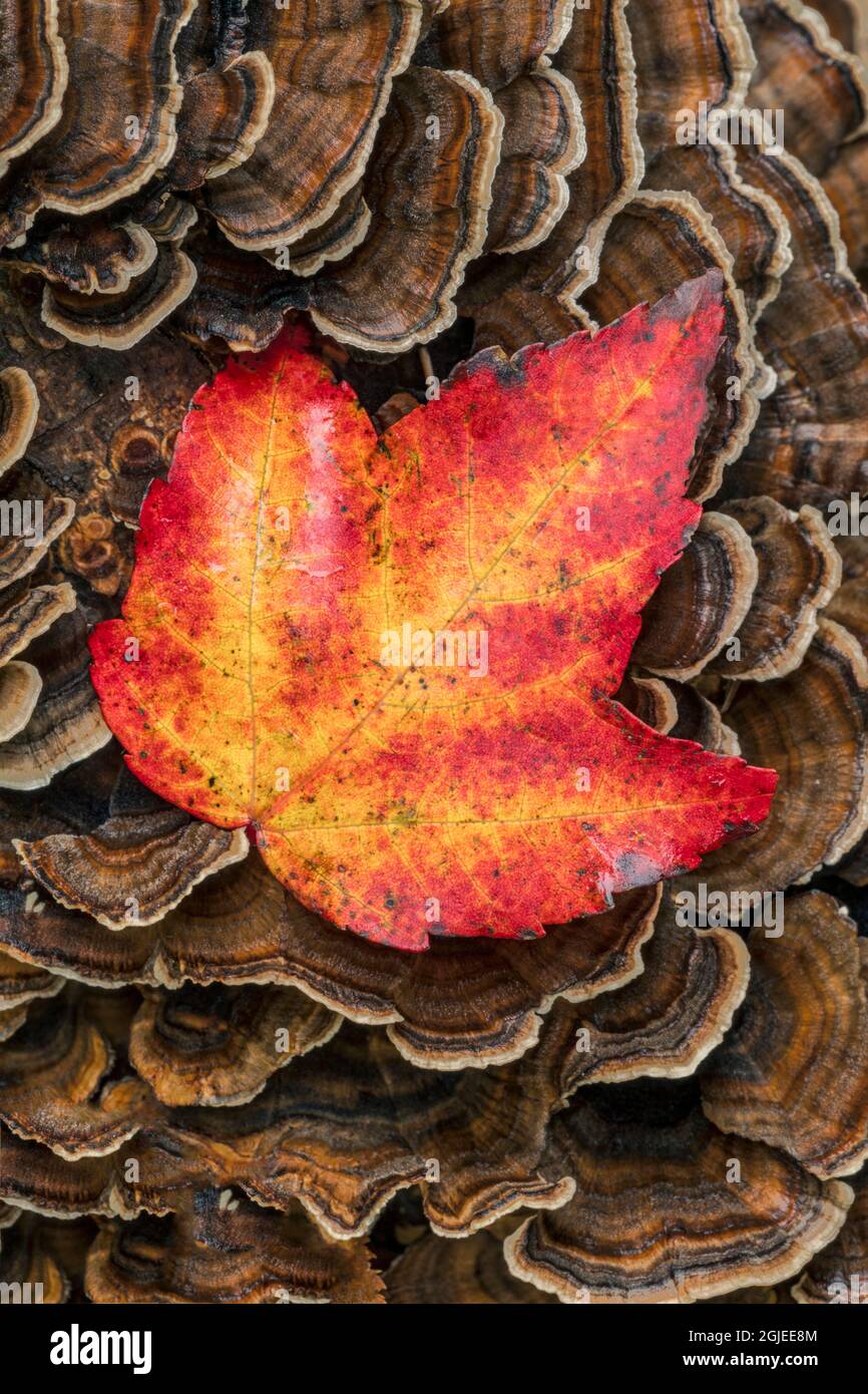 Red maple leaf on Bracket Fungi, Pictured Rocks National Lakeshore ...
