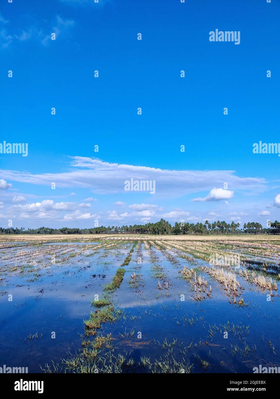 Vertical shot of a big swamp covered with aquatic plants under a blue ...