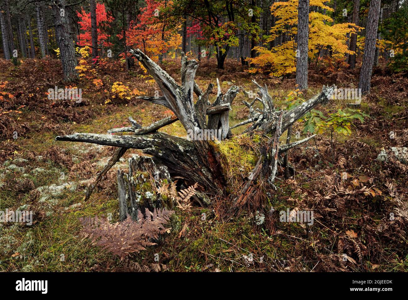 Overturned roots of tree and fall colors, Hiawatha National Forest ...