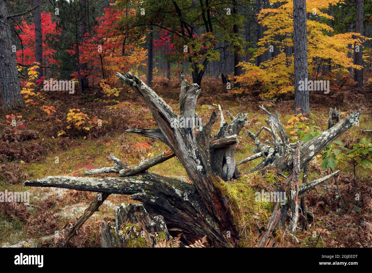 Overturned roots of tree and fall colors, Hiawatha National Forest ...