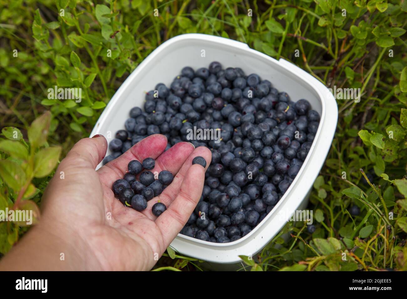 Picking blueberries, blueberry picking Photo: Fotograferna Holmberg ...