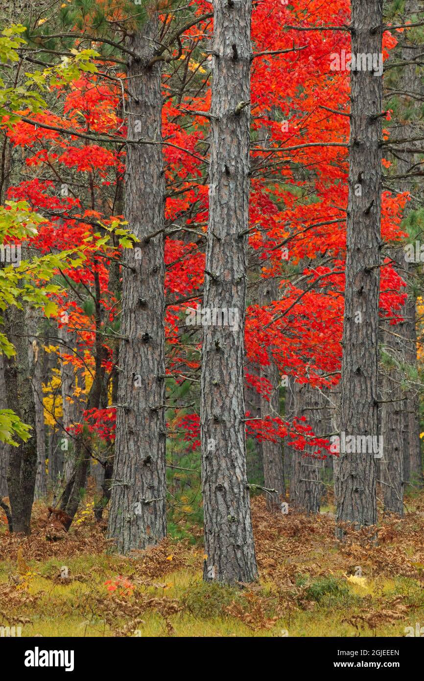 Pine trunks and red maple tree, Hiawatha National Forest, Upper ...
