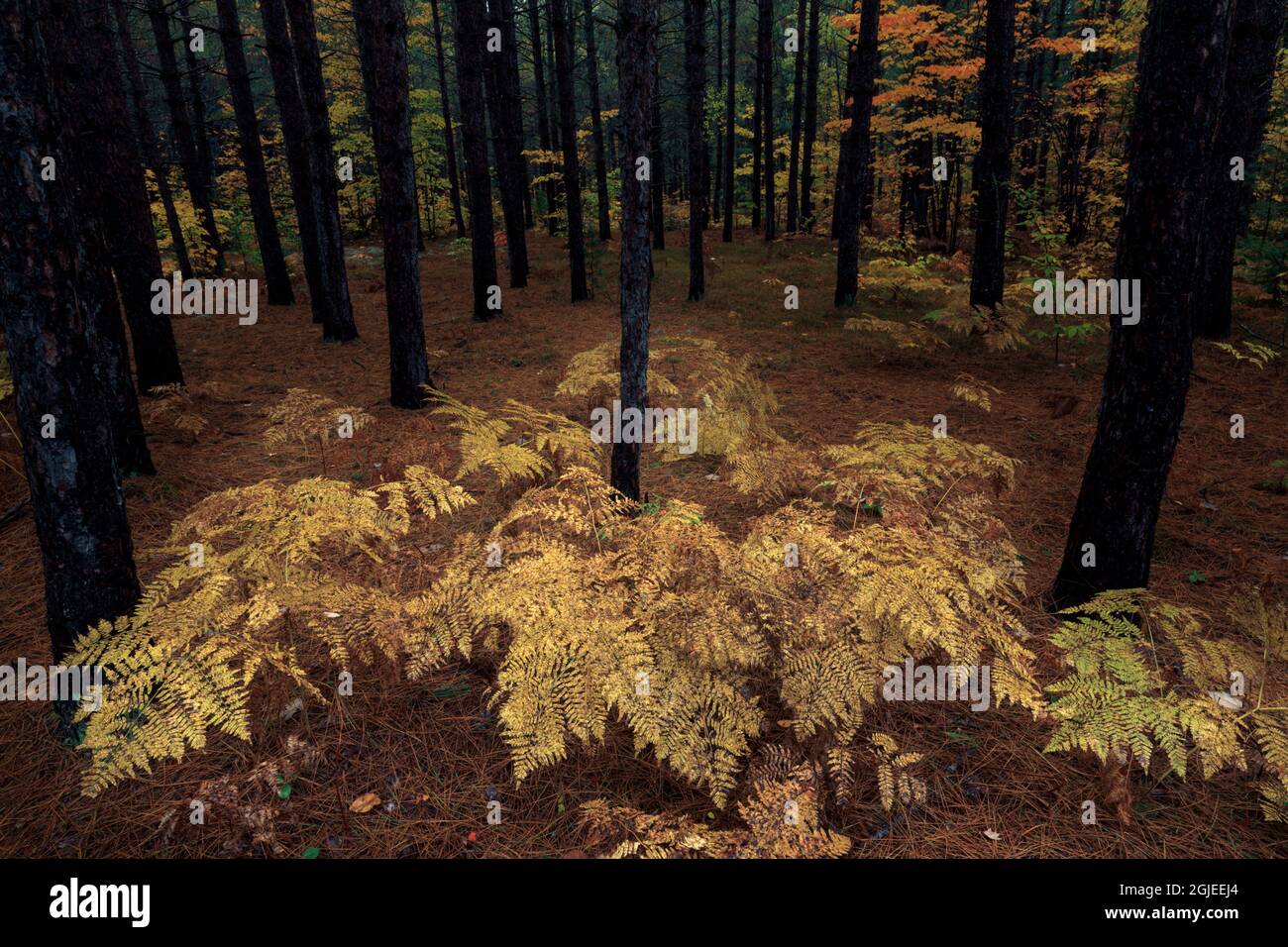 Ferns in forest, Hiawatha National Forest, Upper Peninsula of Michigan ...