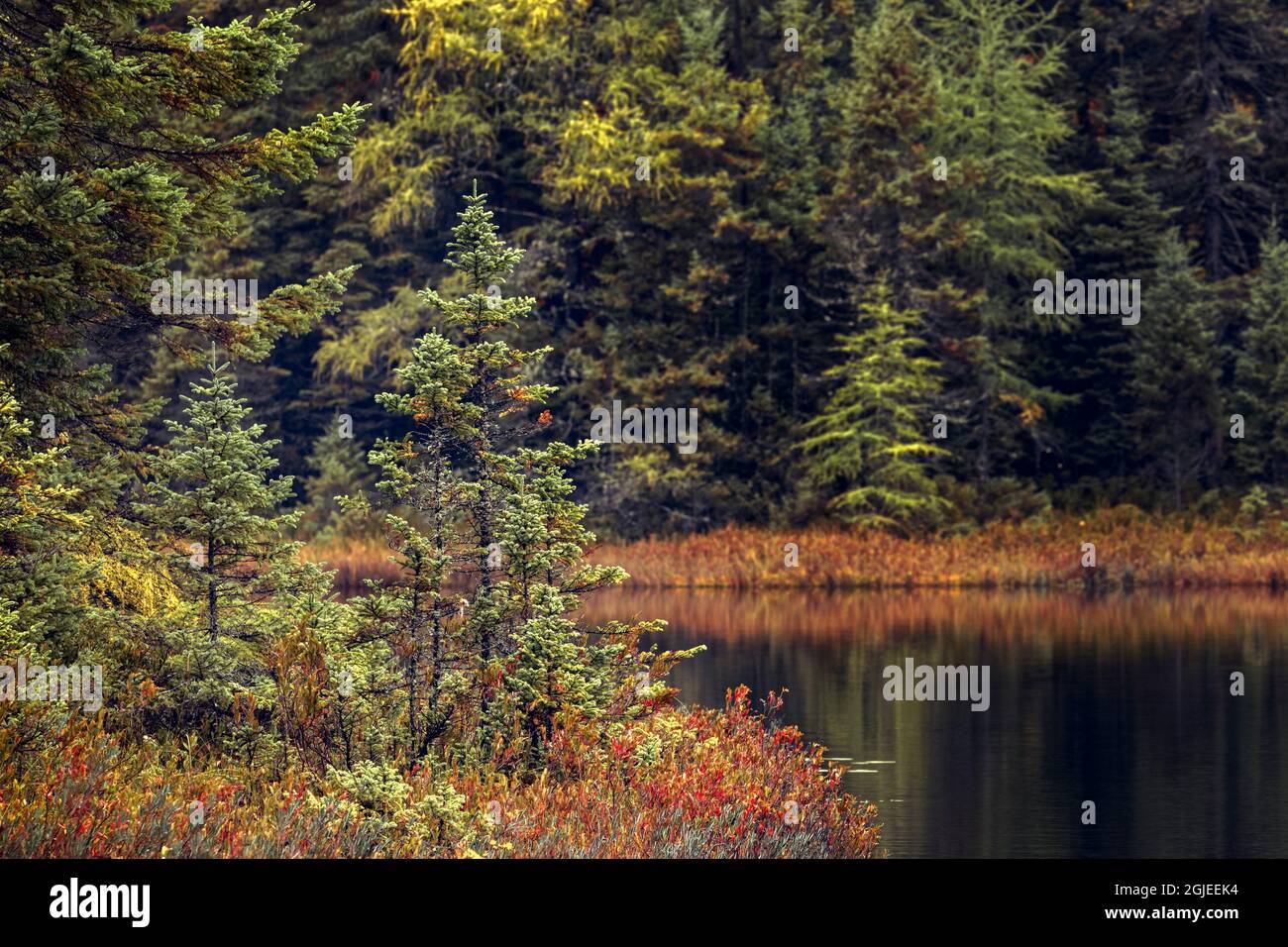 Shoreline of small pond in autumn, Upper Peninsula of Michigan ...