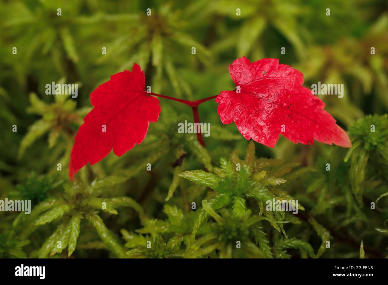 Small red leaves in bog of sphagnum moss, Upper Peninsula of Michigan ...