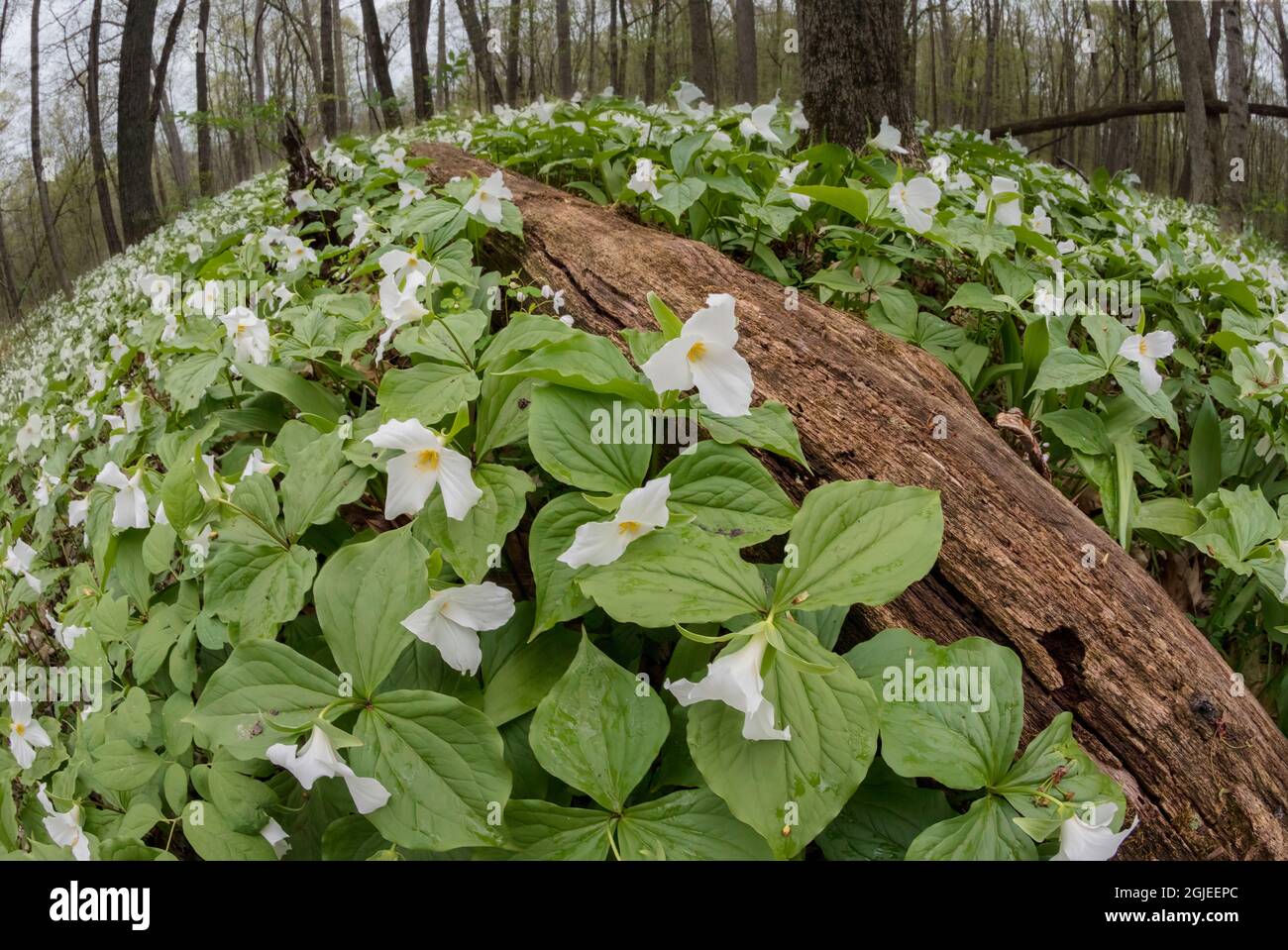 Large-flowered Trillium flowers in spring on forest floor, Michigan ...