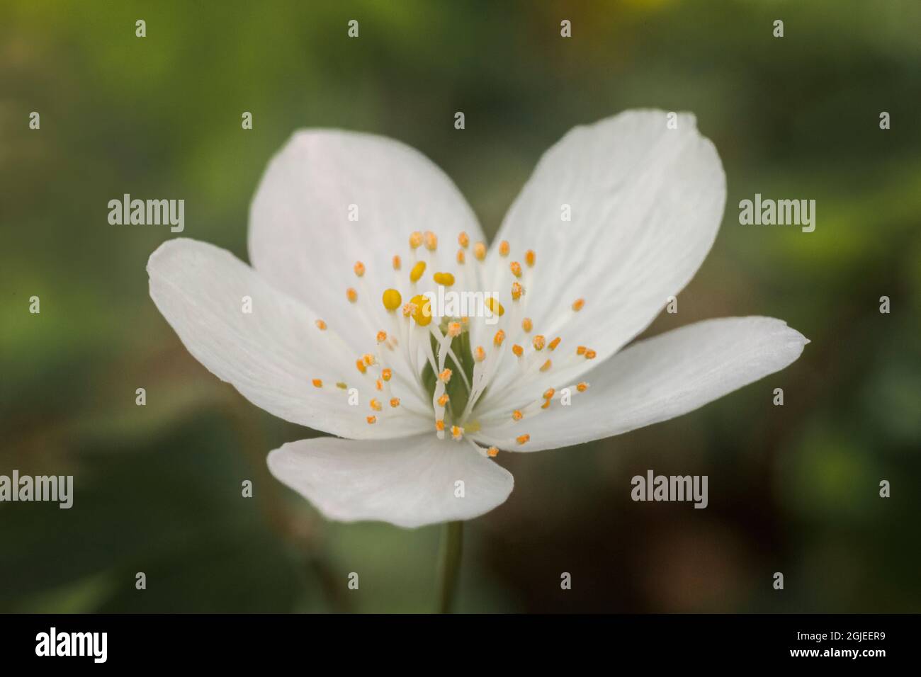 False rue anemone hi-res stock photography and images - Alamy