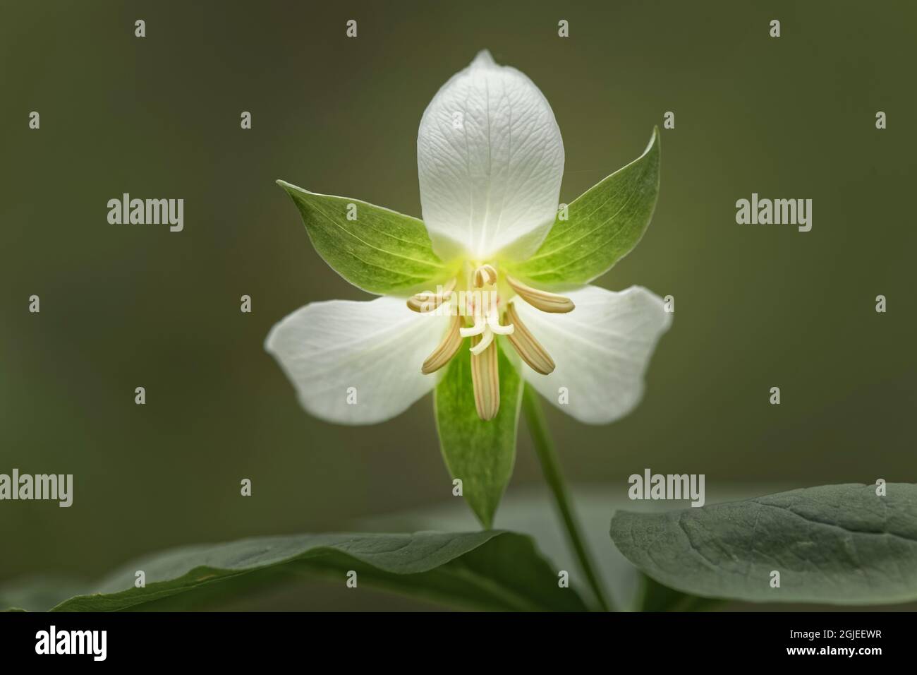 Nodding trillium hi-res stock photography and images - Alamy