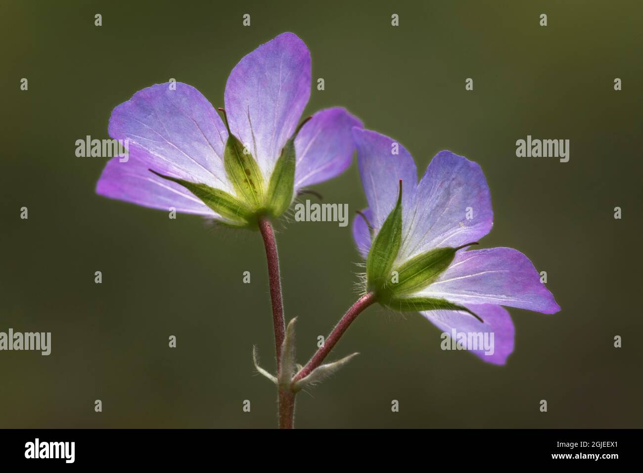 Wild Geranium flowers viewed from below, near Holland, Michigan Stock ...