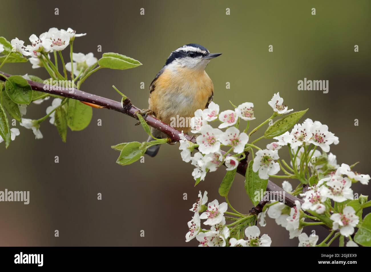Nuthatch red breasted bird hi-res stock photography and images - Alamy
