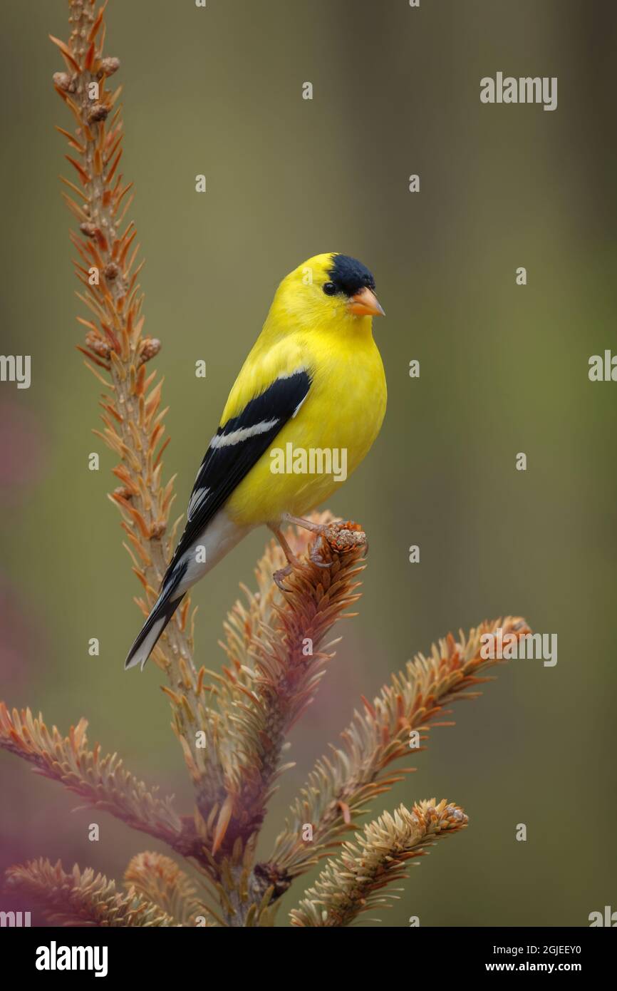 American goldfinch breeding plumage hi-res stock photography and images ...