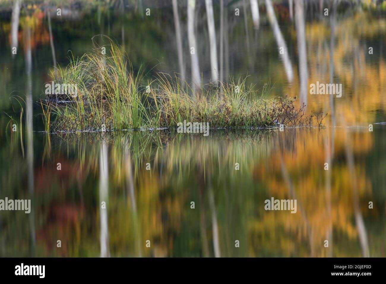 Small tufts of grass and fall color reflection, Upper Peninsula of ...