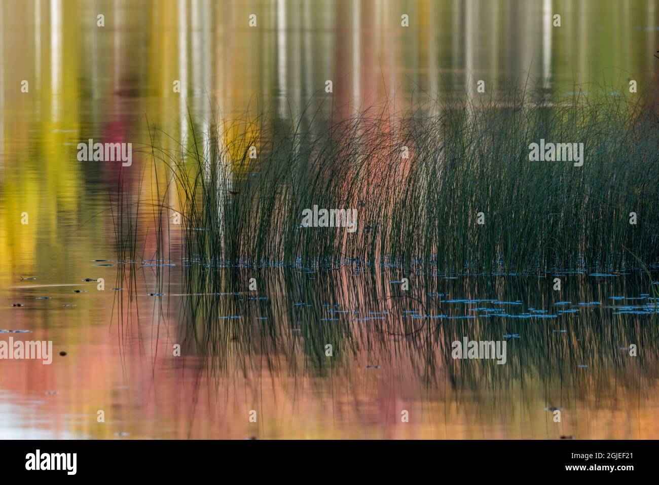 Reeds and abstract reflection of fall colors on Council Lake, Upper ...