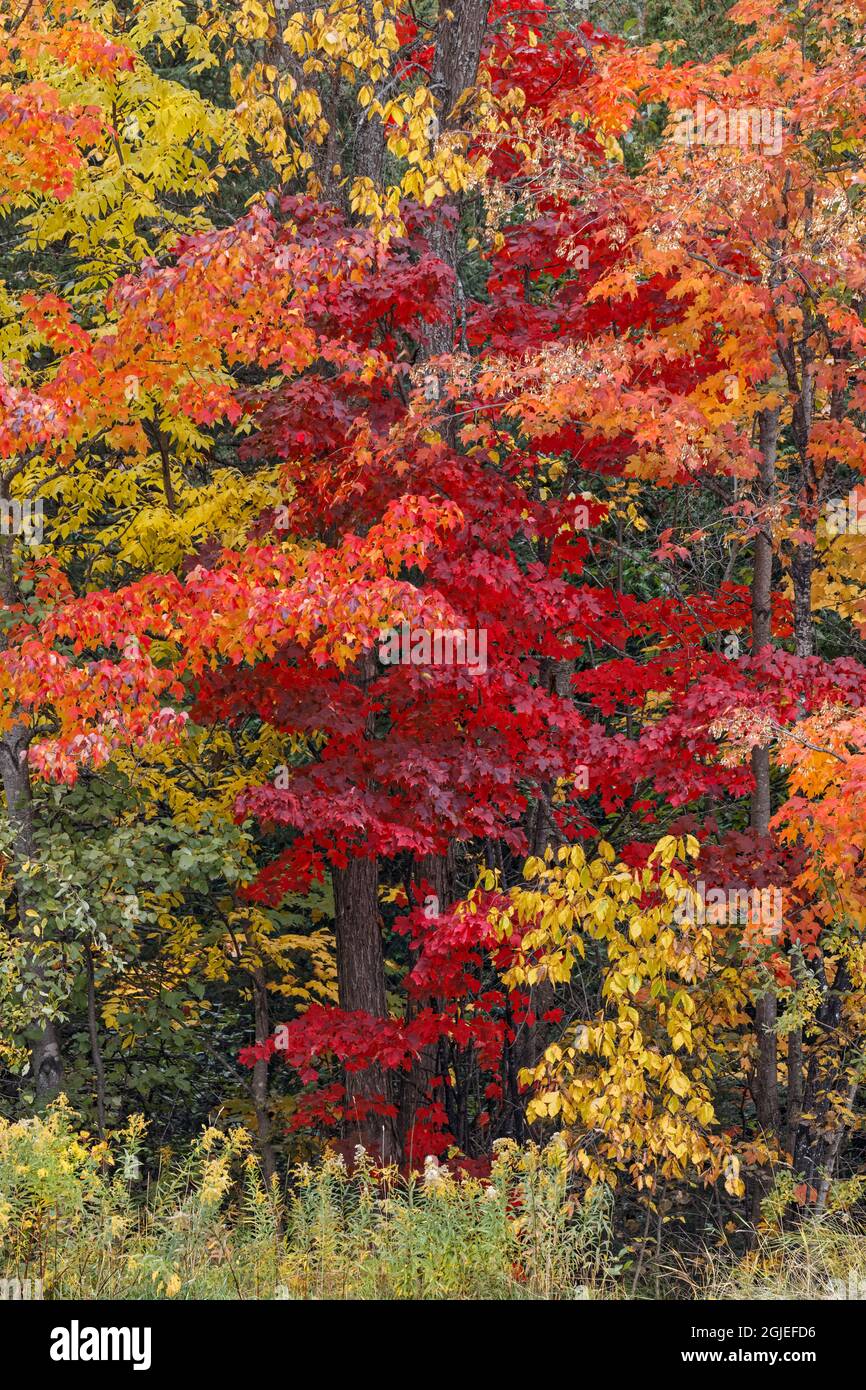 Upper peninsula maple hi-res stock photography and images - Alamy