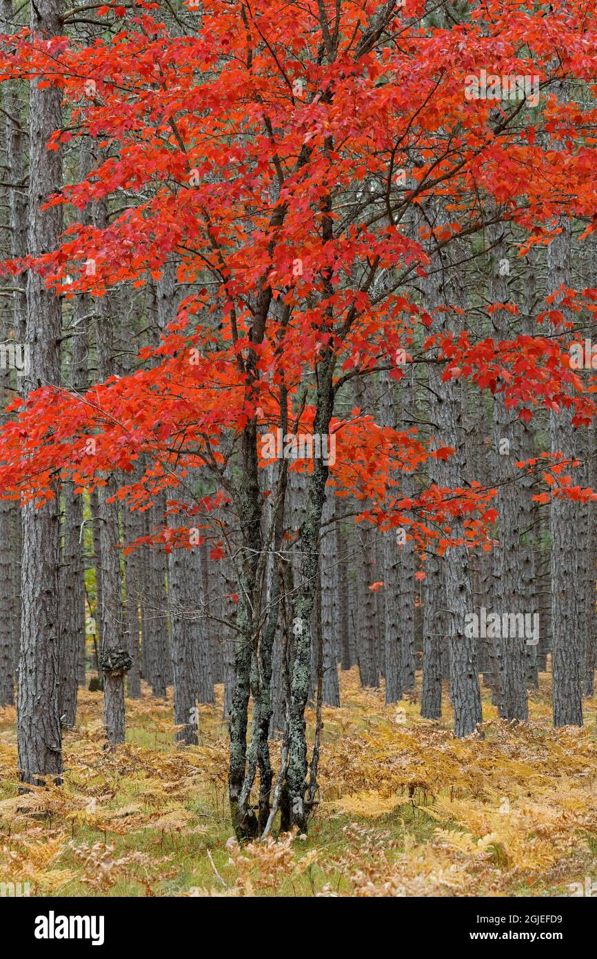Red maple tree among pine tree trunks, Hiawatha National Forest, Upper ...