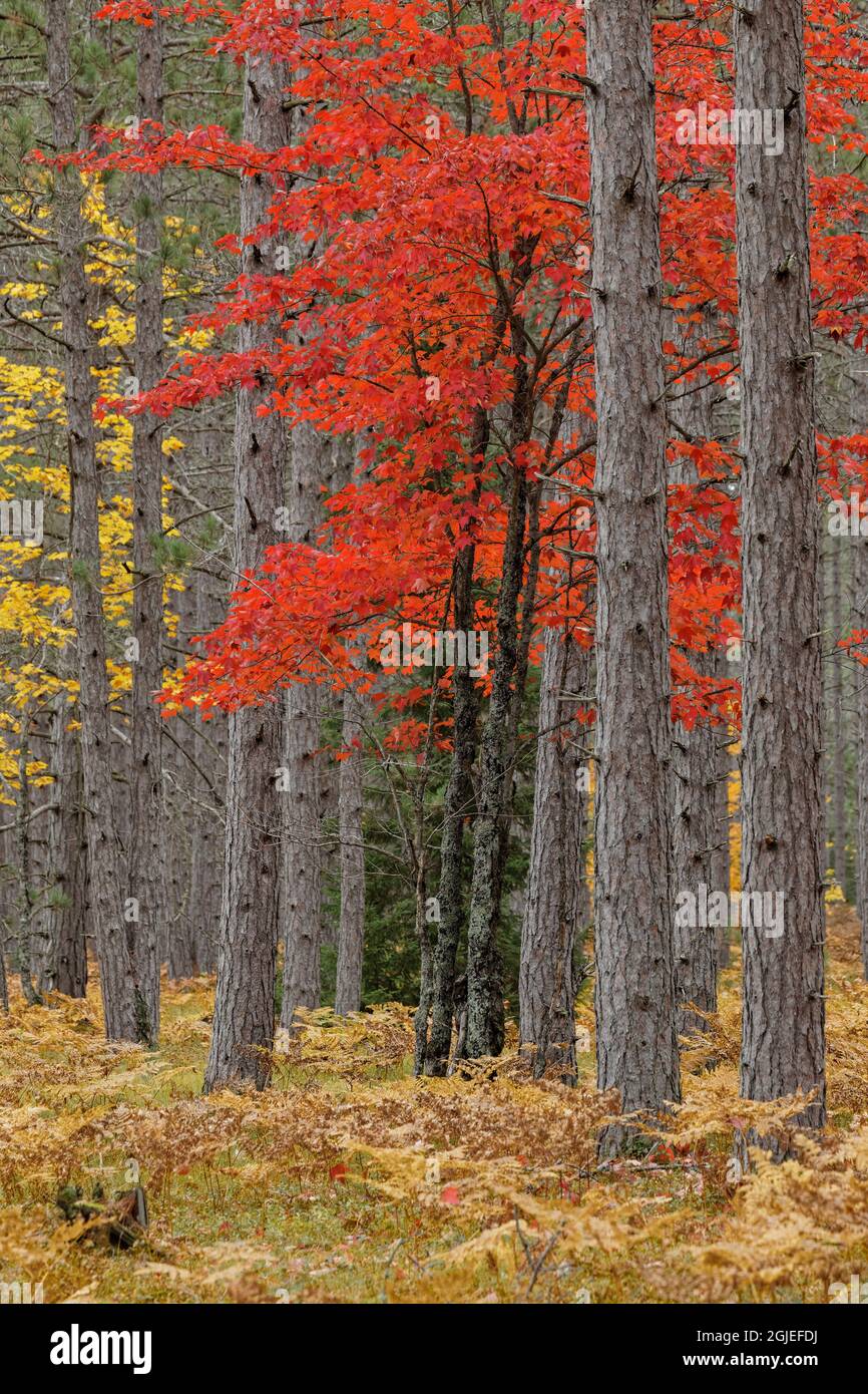 Red maple tree among pine tree trunks, Hiawatha National Forest, Upper ...