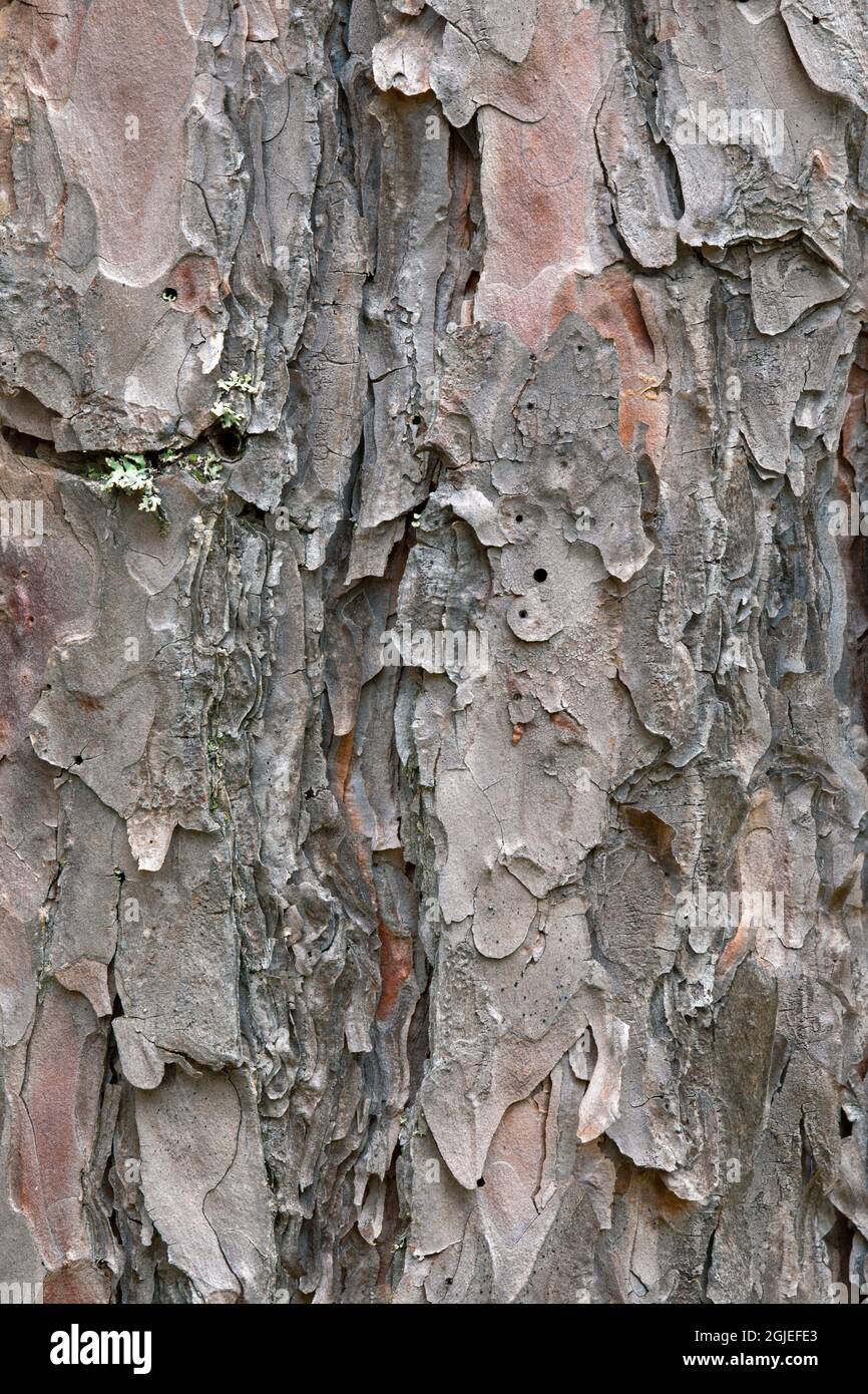 Pine tree bark pattern, Upper Peninsula, Hiawatha National Forest ...