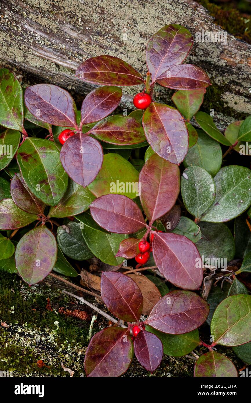 Wild Wintergreen with red autumn berries, Upper Peninsula of Michigan ...