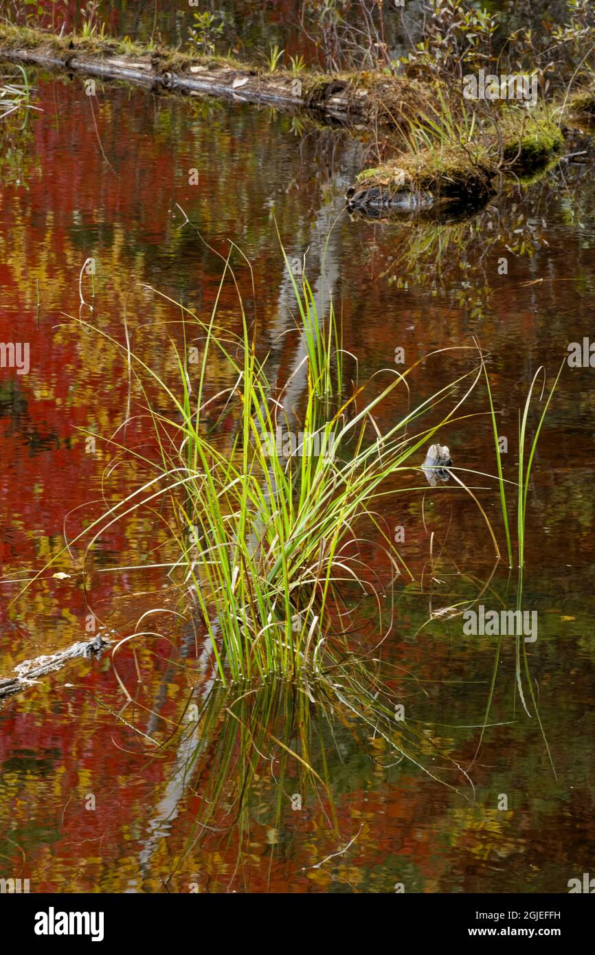 Grass and fall colors reflecting on pond, Upper Peninsula of Michigan ...