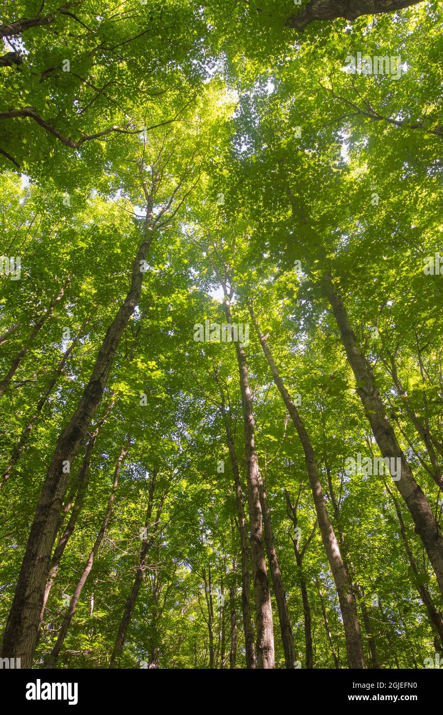 Forest canopy, northern hardwood-hemlock-white pine deciduous forest ...