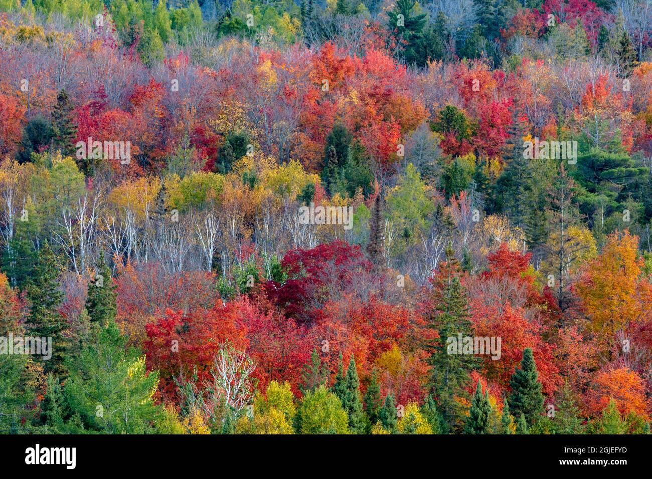 Looking down at peak fall colors in the Beaver Basin Wilderness at ...