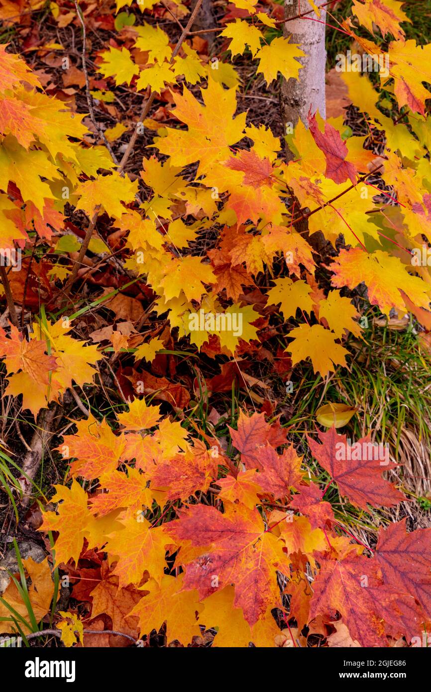 Sugar maple leaves in autumn color in the Upper Peninsula of Michigan ...