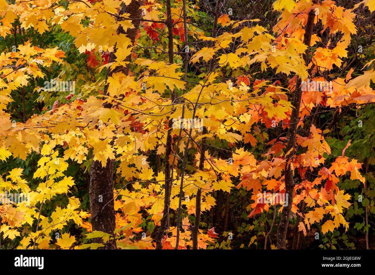 Sugar maple leaves in autumn color in the Upper Peninsula of Michigan ...