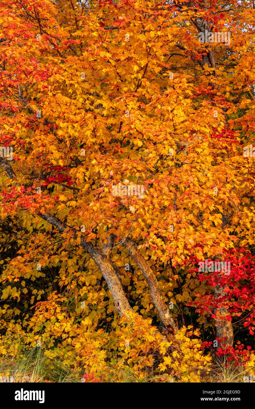 Sugar maple leaves in autumn color in the Upper Peninsula of Michigan ...