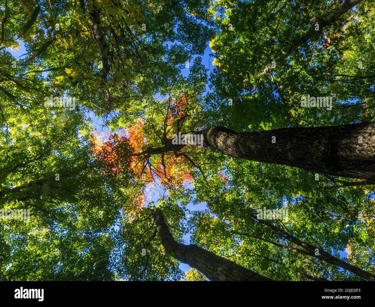 Upper peninsula fall colors hi-res stock photography and images - Alamy