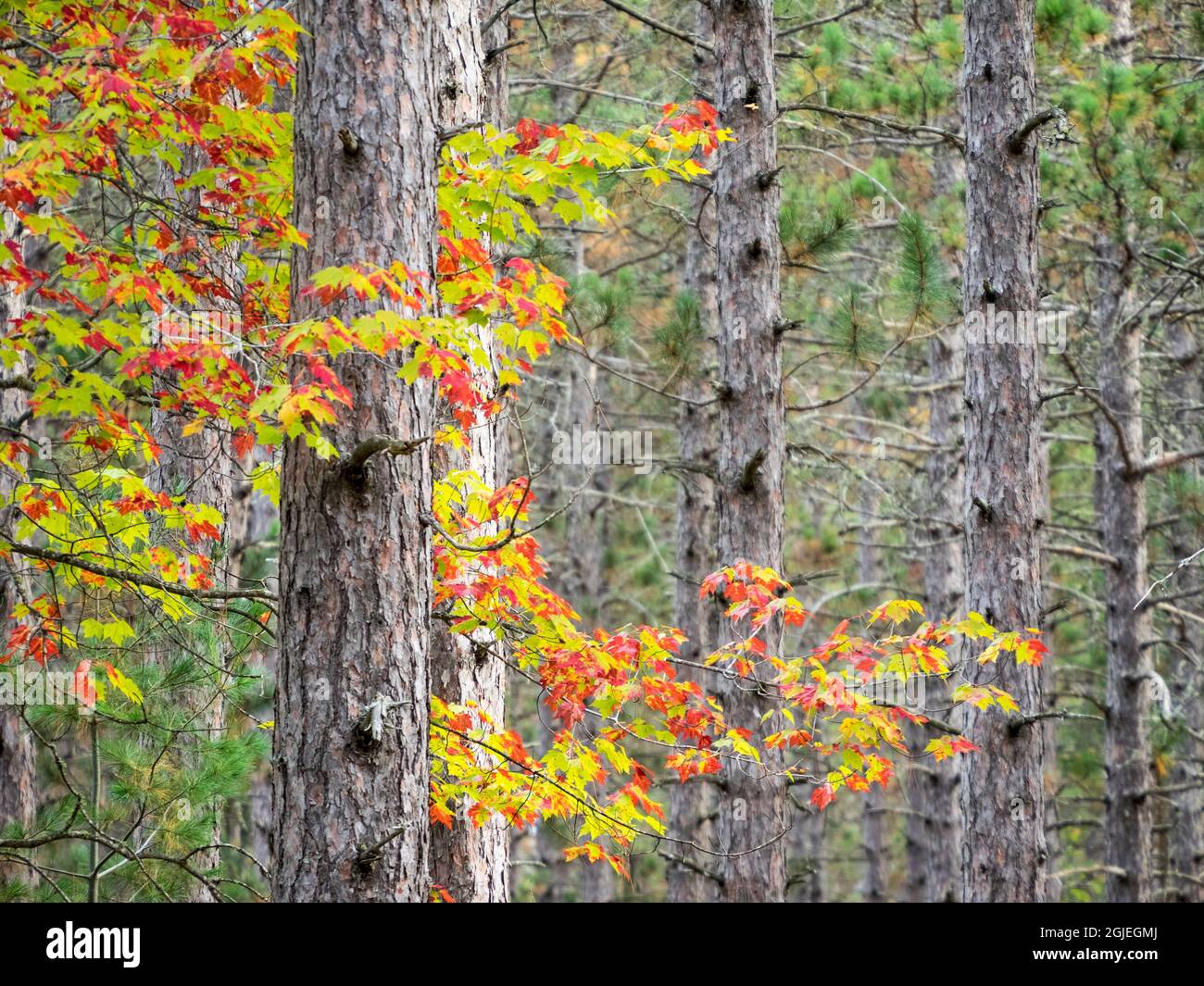 US, Michigan, Upper Peninsula. Fall foliage and pine trees in the ...