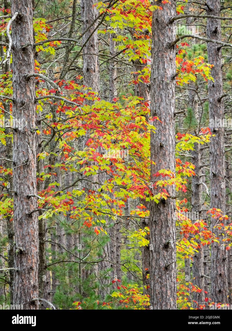 US, Michigan, Upper Peninsula. Fall foliage and pine trees in the ...