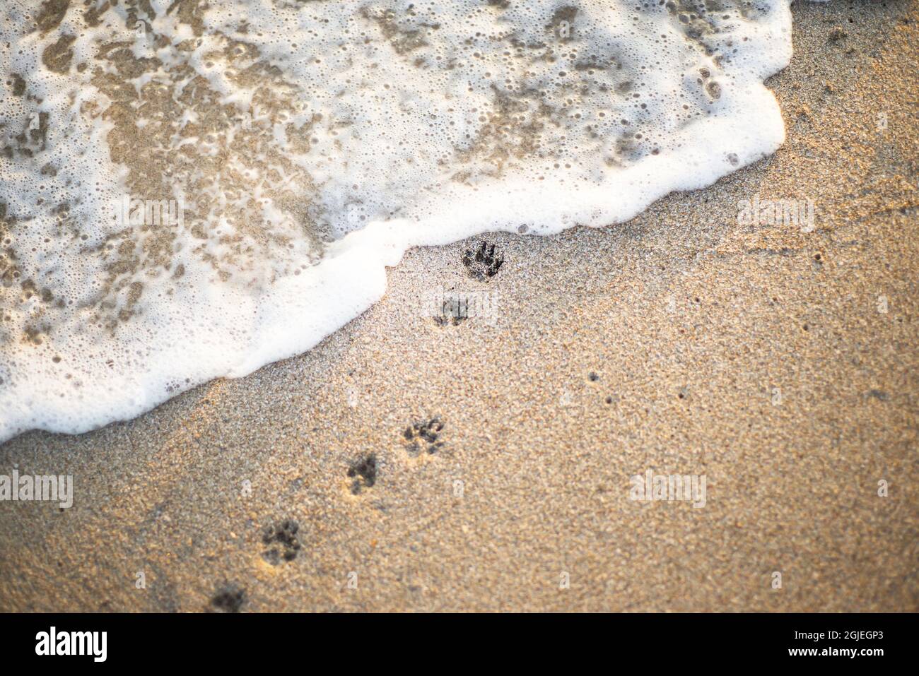 Paw prints on the coast. Foam wave. Sand beach. An imprint of the paws of a small dog Stock ...
