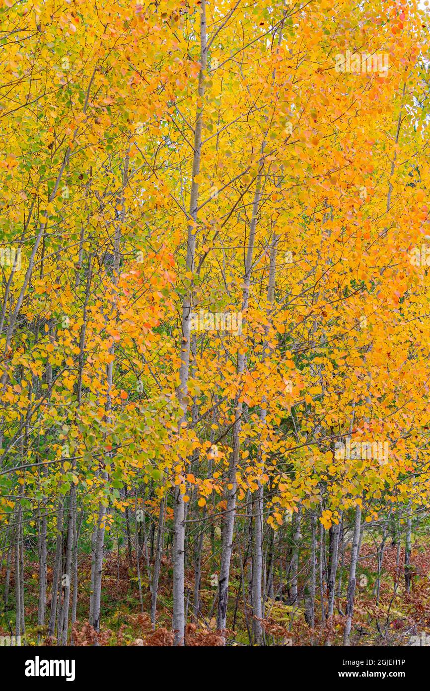 Birch trees in fall, Alger County, Michigan Stock Photo - Alamy