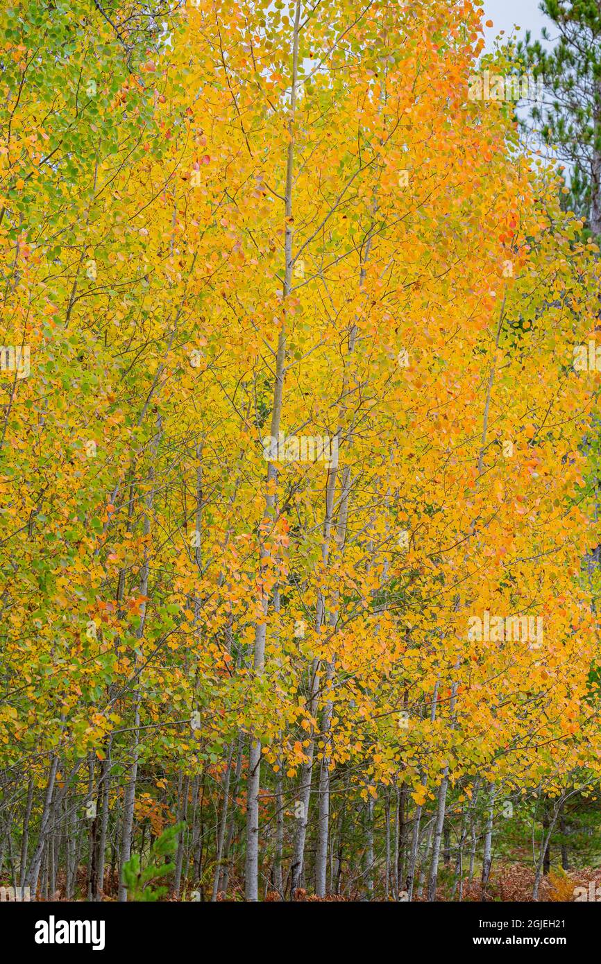 Birch trees in fall, Alger County, Michigan Stock Photo - Alamy