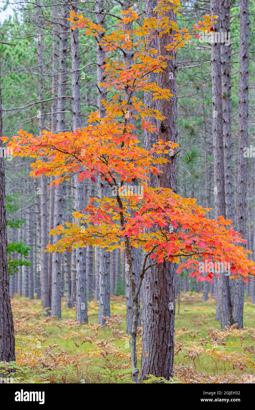 Red Maple tree in pine forest in fall, Alger County, Michigan Stock ...