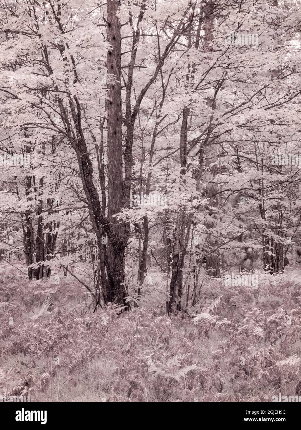 USA, Michigan. The hardwood forest of the Upper Peninsula Stock Photo ...