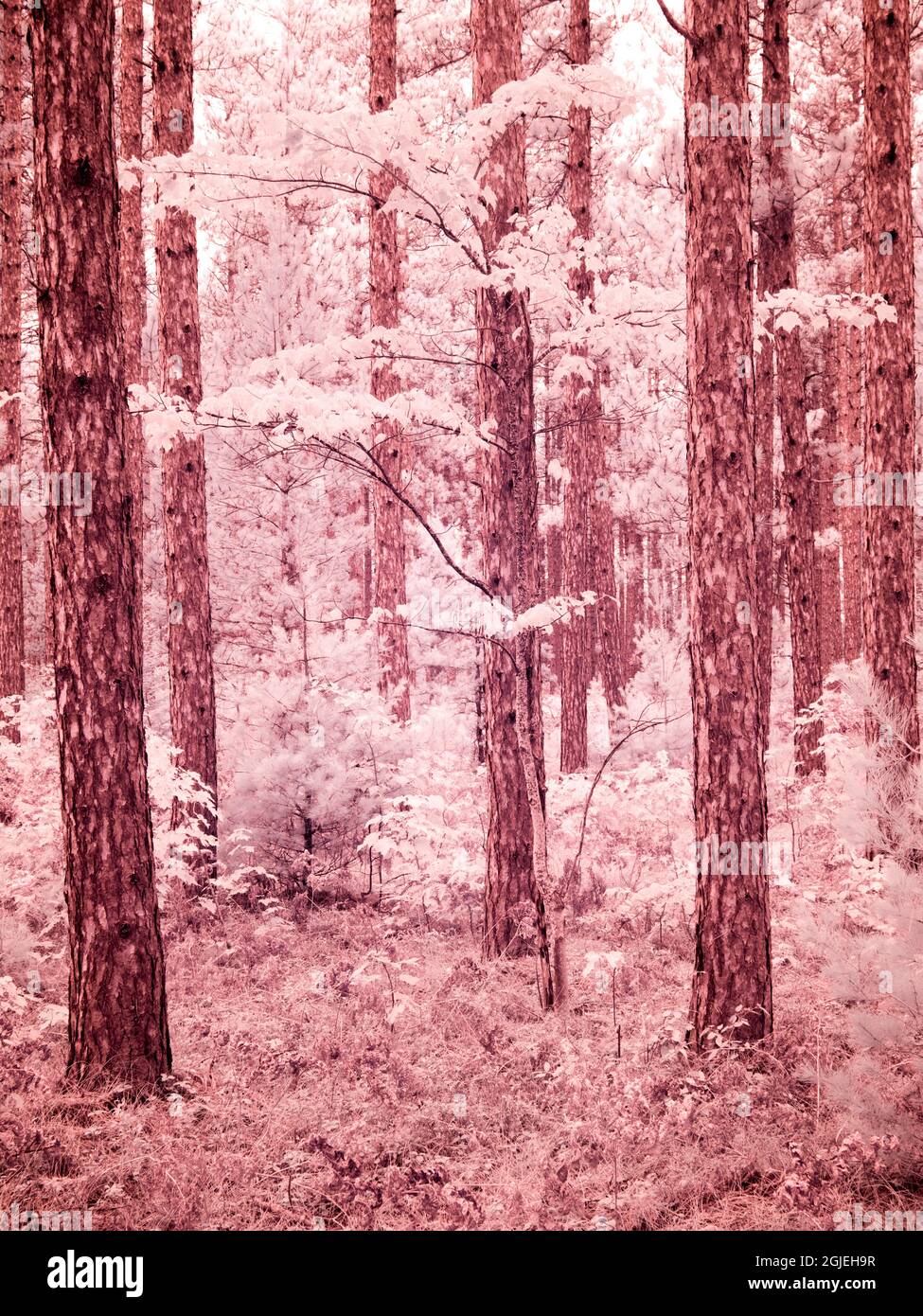 USA, Michigan. The hardwood forest of the Upper Peninsula Stock Photo ...