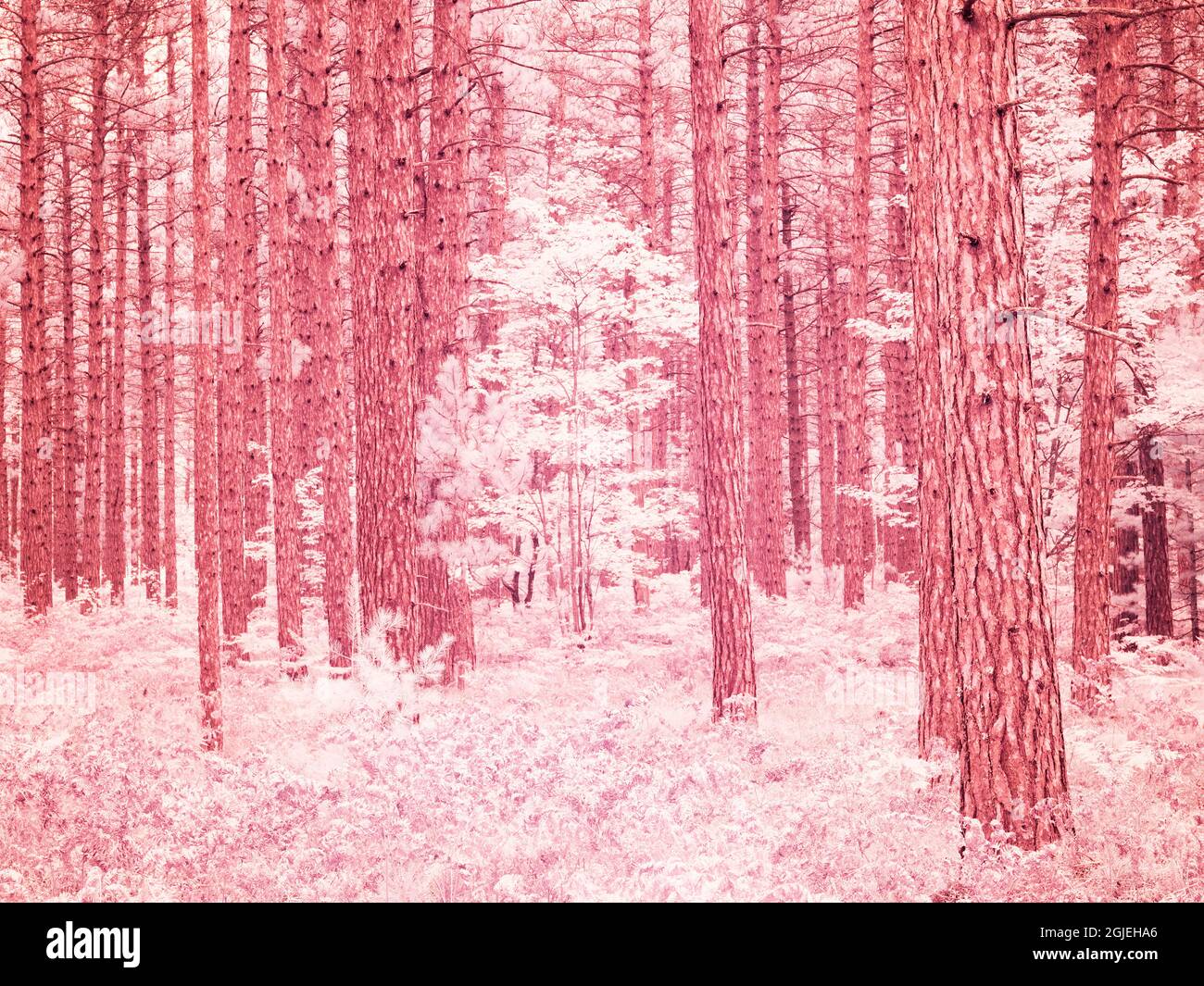 USA, Michigan. The hardwood forest of the Upper Peninsula Stock Photo ...