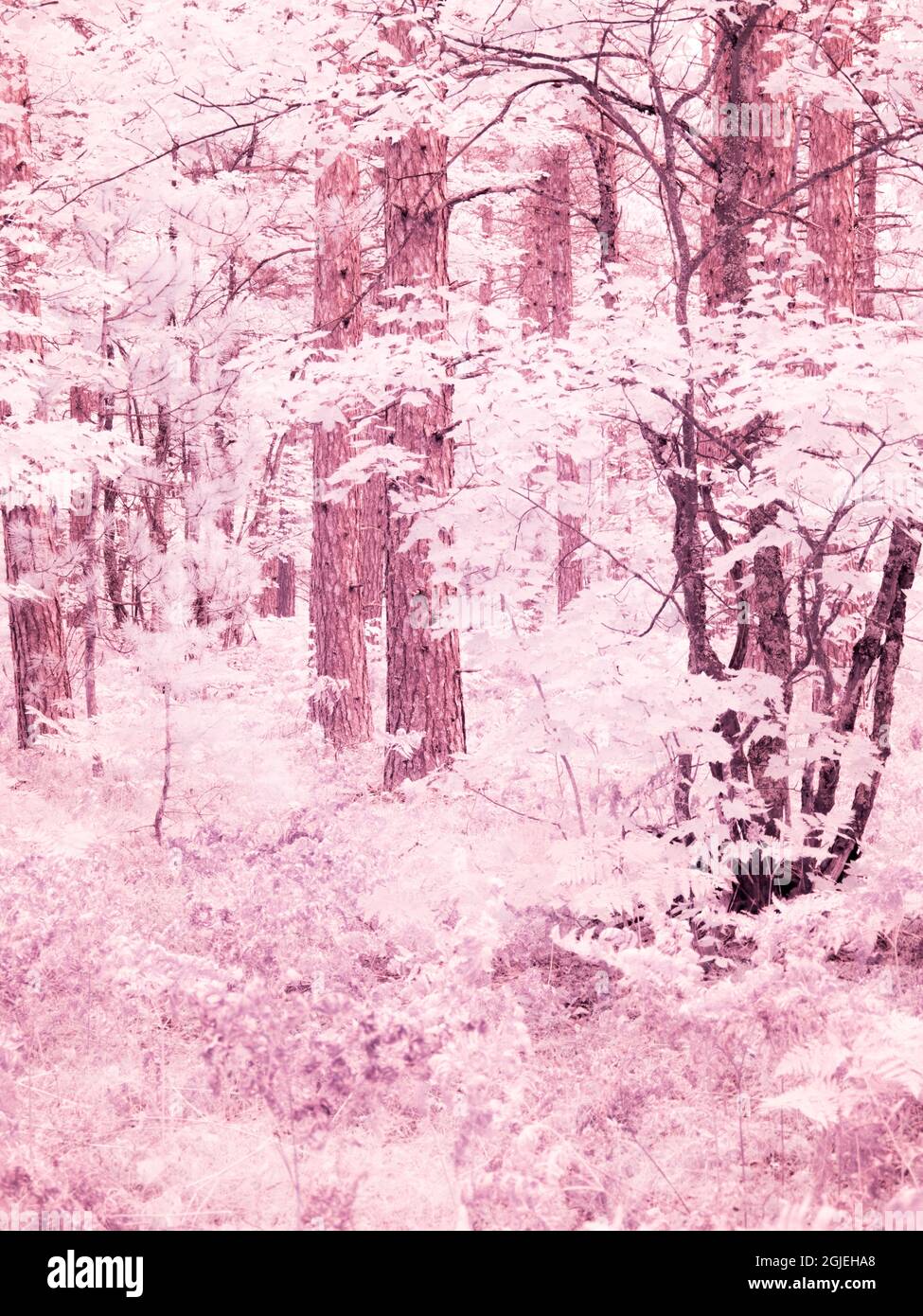 USA, Michigan. The hardwood forest of the Upper Peninsula Stock Photo ...