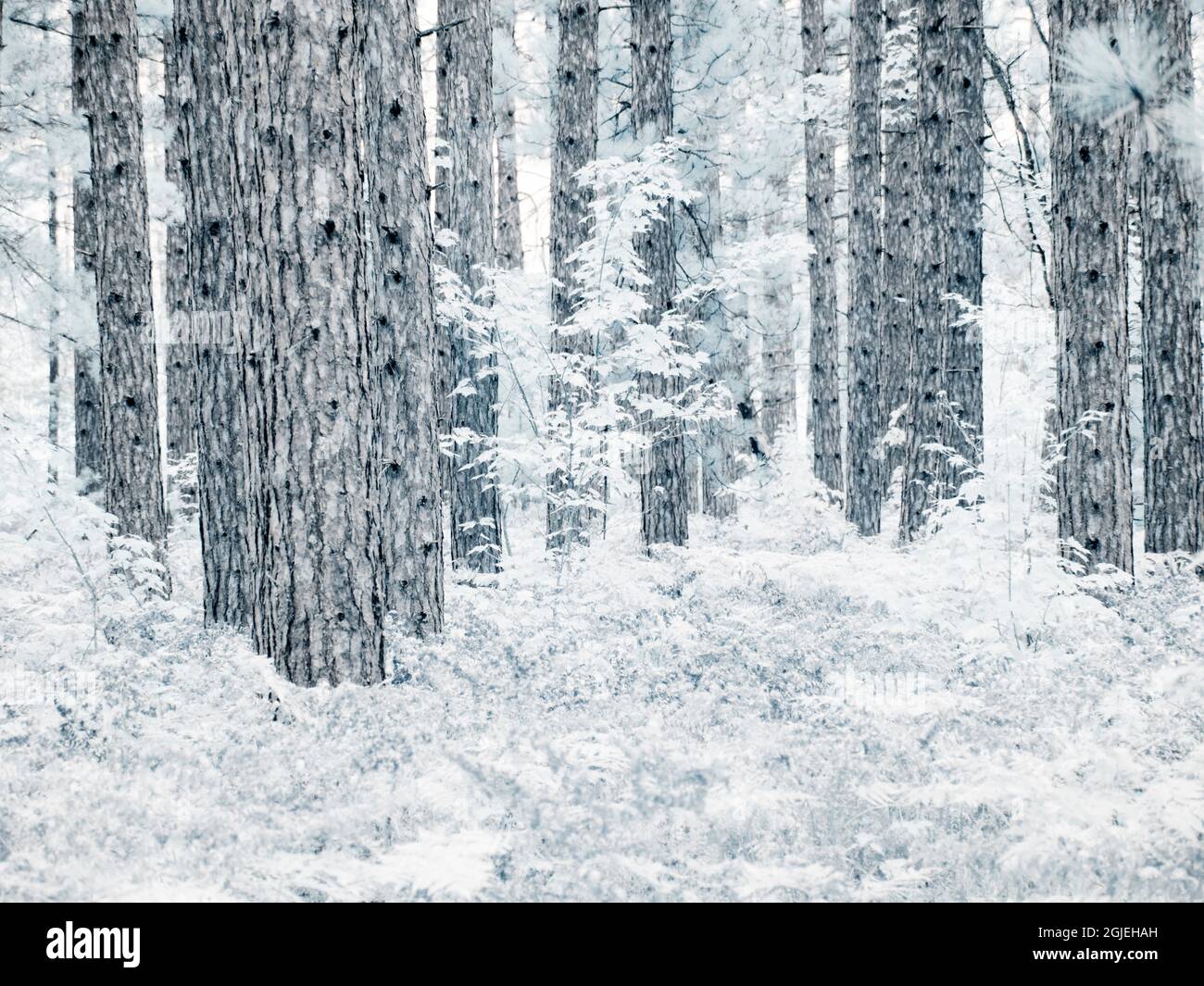 USA, Michigan. The hardwood forest of the Upper Peninsula Stock Photo ...