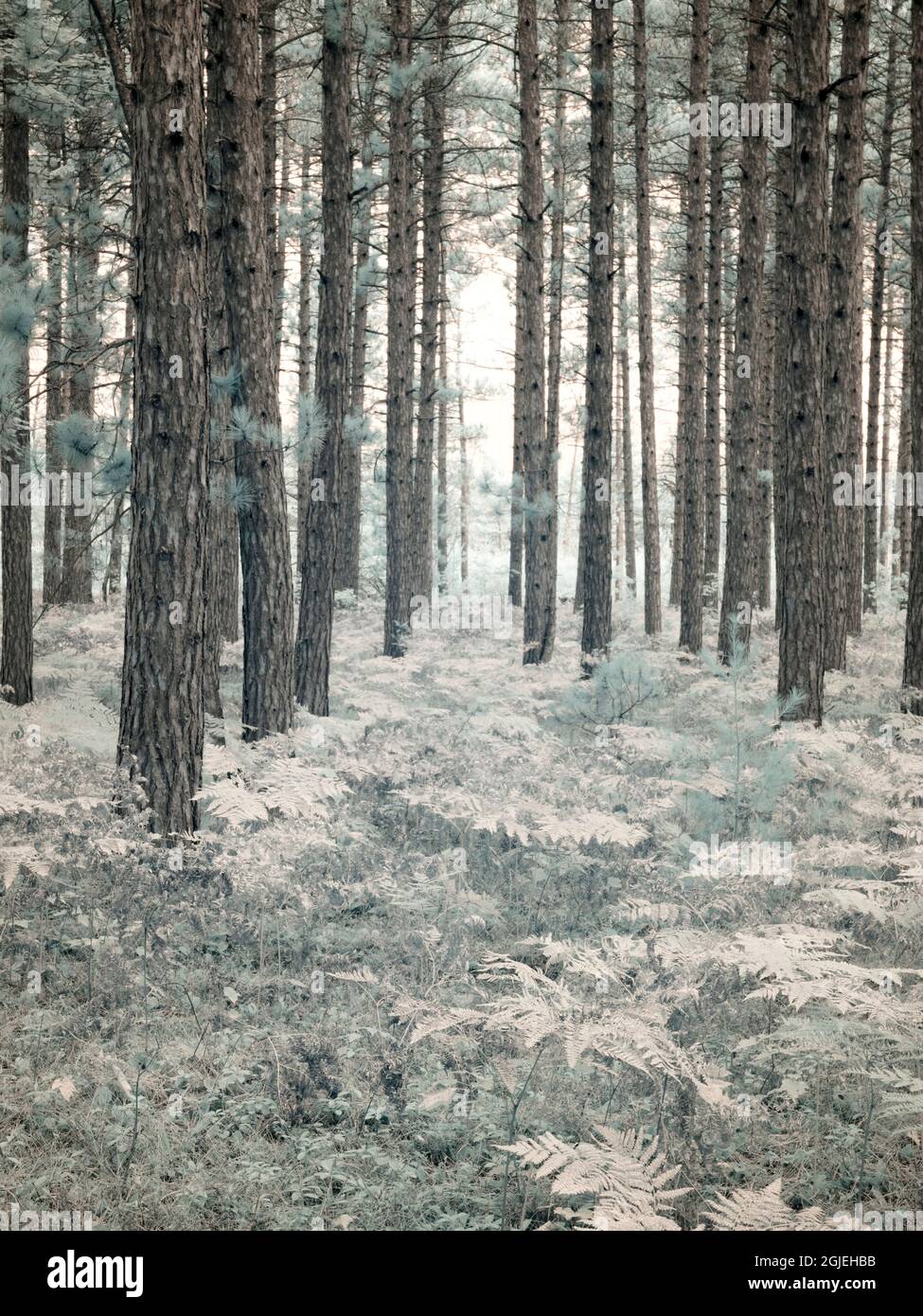 USA, Michigan. The hardwood forest of the Upper Peninsula Stock Photo ...