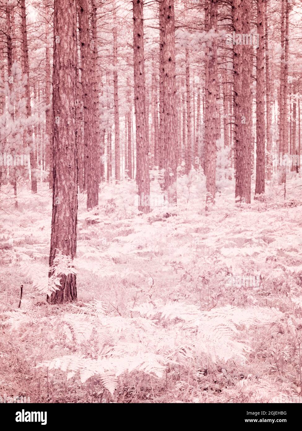 USA, Michigan. The hardwood forest of the Upper Peninsula Stock Photo ...