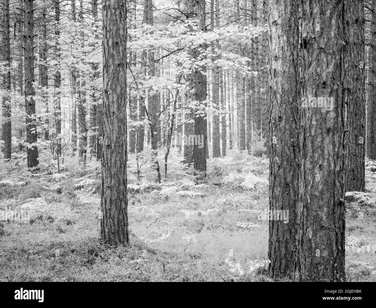 USA, Michigan. The hardwood forest of the Upper Peninsula Stock Photo ...