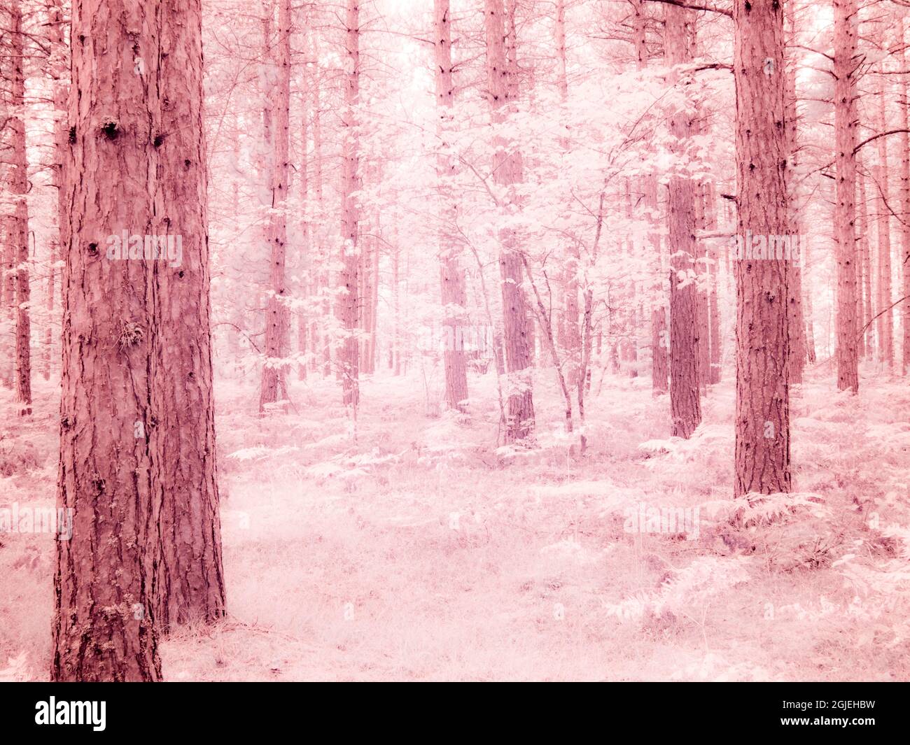 USA, Michigan. The hardwood forest of the Upper Peninsula Stock Photo ...