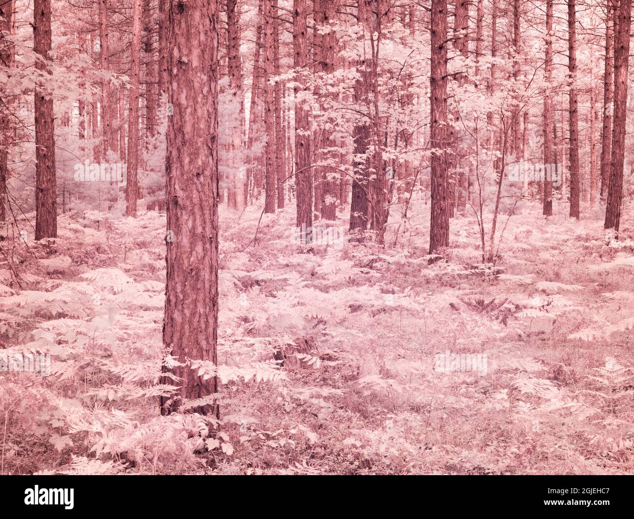 USA, Michigan. The hardwood forest of the Upper Peninsula Stock Photo ...