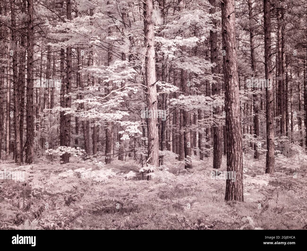 USA, Michigan. The hardwood forest of the Upper Peninsula Stock Photo ...