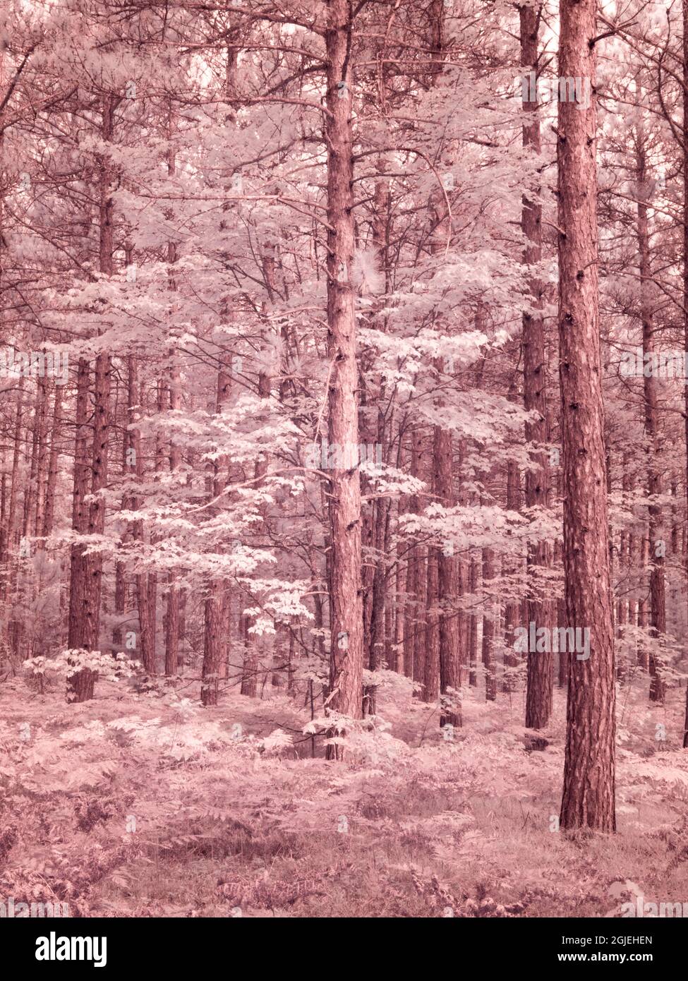 USA, Michigan. The hardwood forest of the Upper Peninsula Stock Photo ...